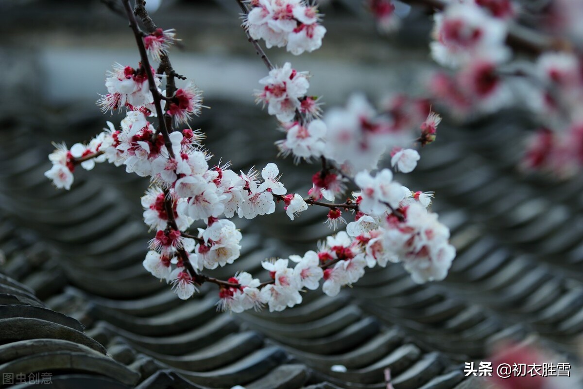 Four beautiful words in the solar term: Qinglei faintly startled at the beginning, and apricot ...
