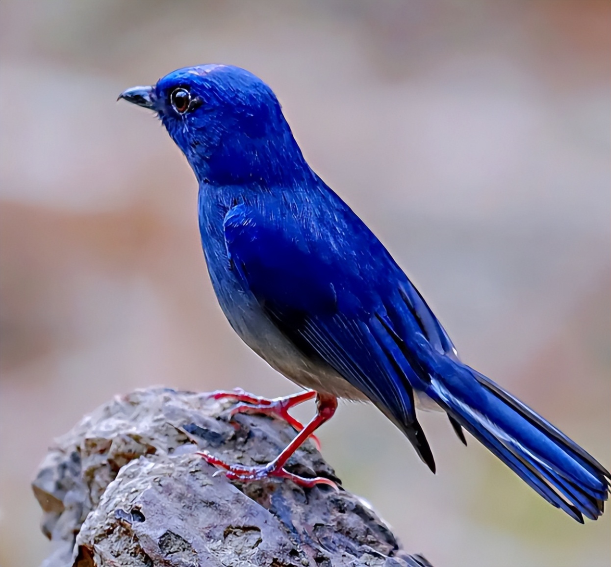 Pure blue flycatcher bird: the most amazing color, appreciate the ...