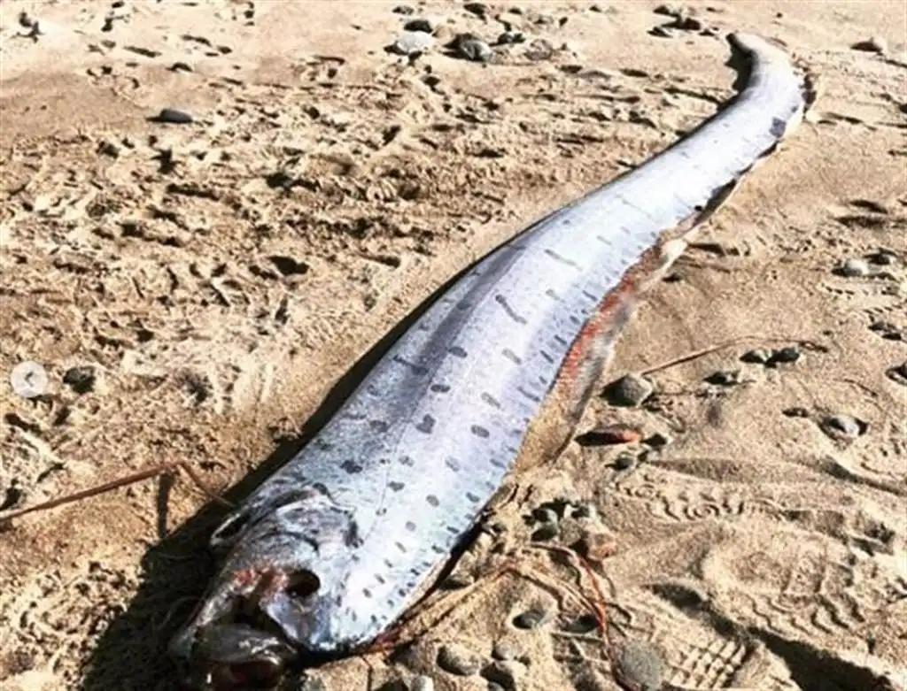 The 6-meter-long earthquake fish appeared in Taiwan. Is it really a ...