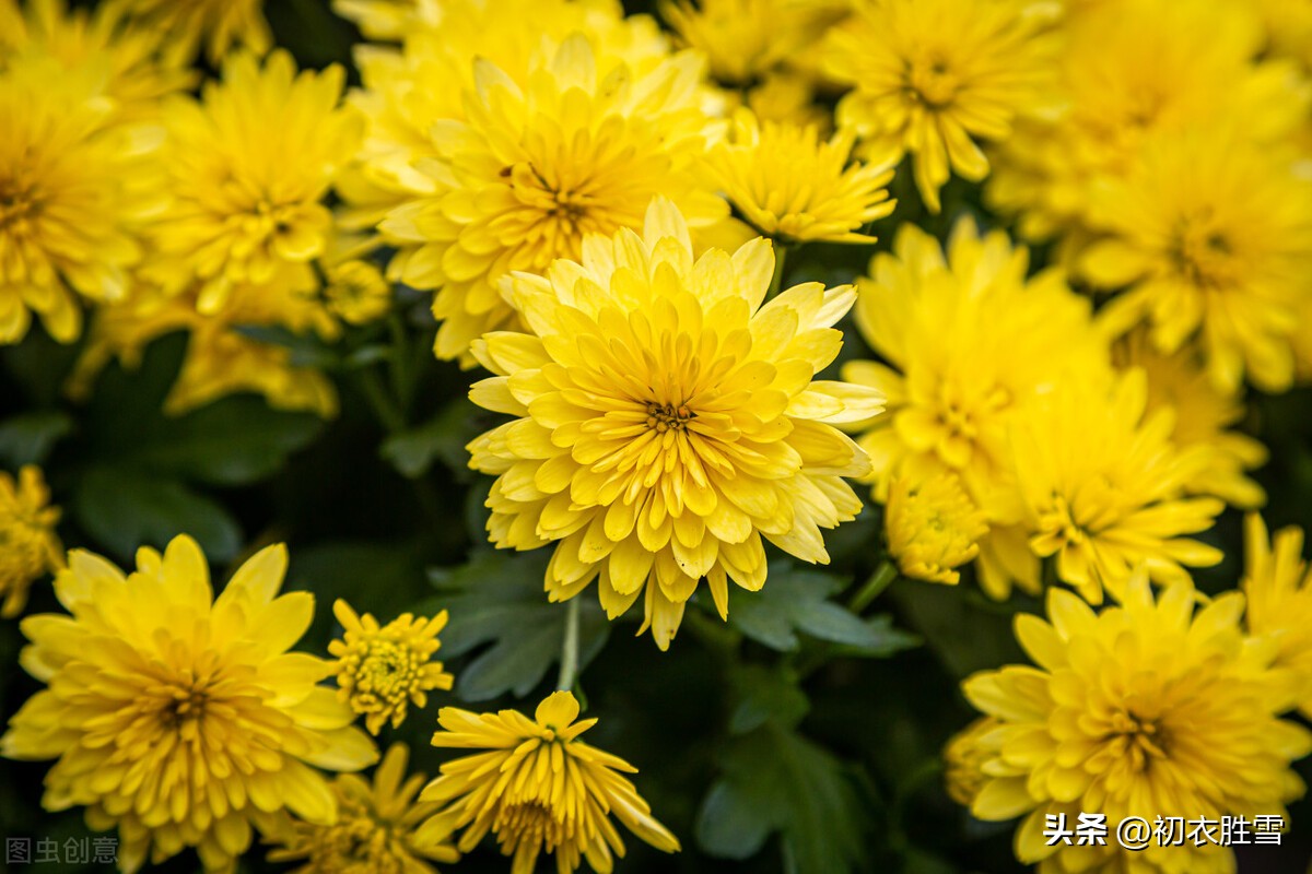 There are five ancient poems about chrysanthemums, the month of autumn ...