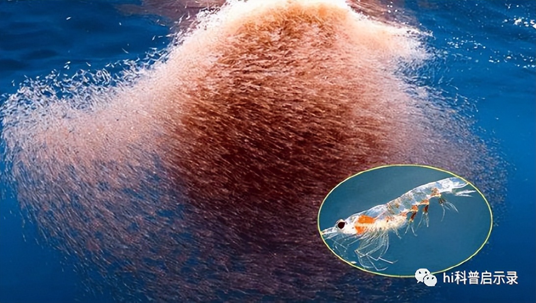 300 million tons are eaten every year, known as the "protein pool" of ...