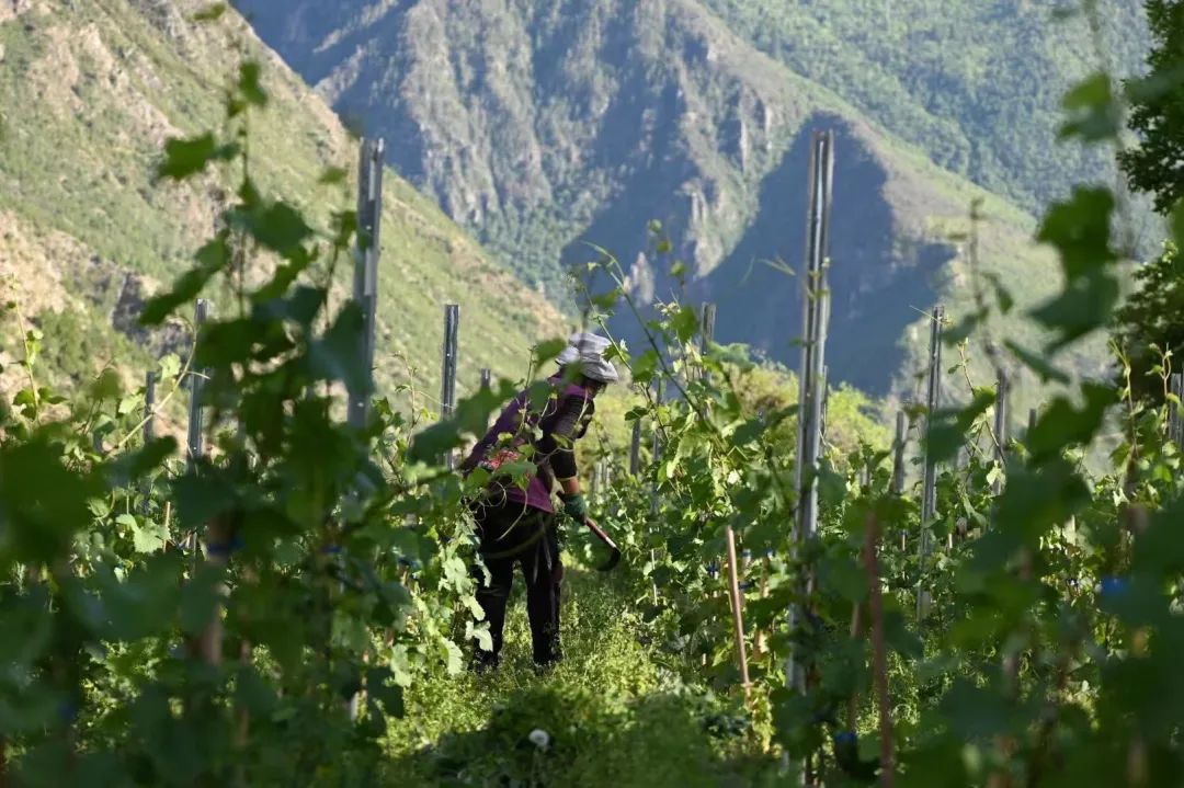 Visiting Shangri-La Wine Region 01 in Yunnan: "Into the South of ...