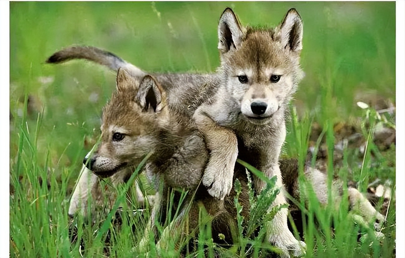 The old man picked up a little wolf cub and took good care of him for ...