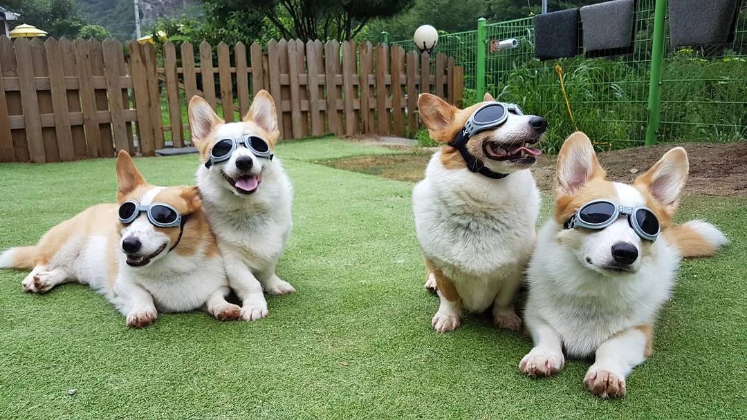 What is it like to own an army of corgis?It's too spectacular - iNEWS