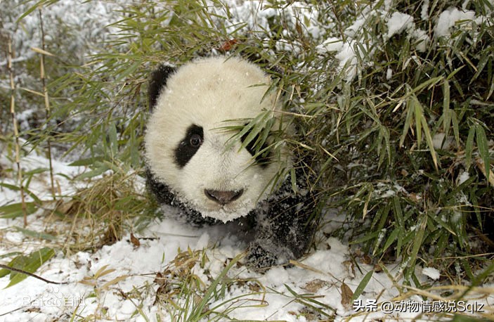 Who is the most injured when a giant panda dies in the wild? - iNEWS