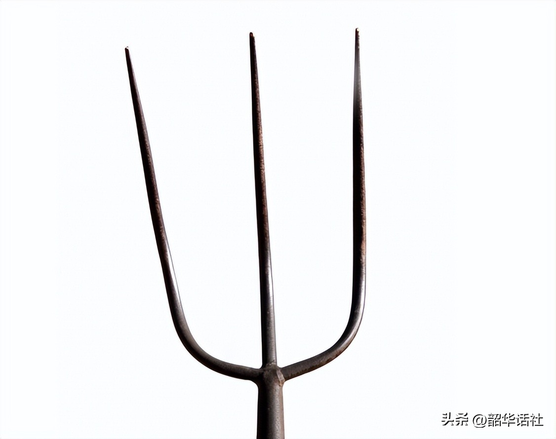 Fork Blooms: The Evolution and Glory of Fork - iNEWS