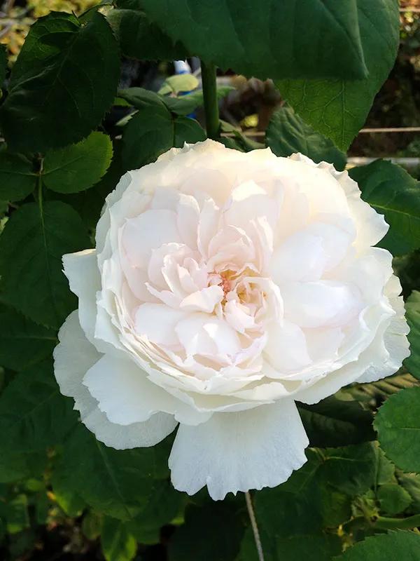 Japanese Roses: Water Drops (shizuku) - iMedia