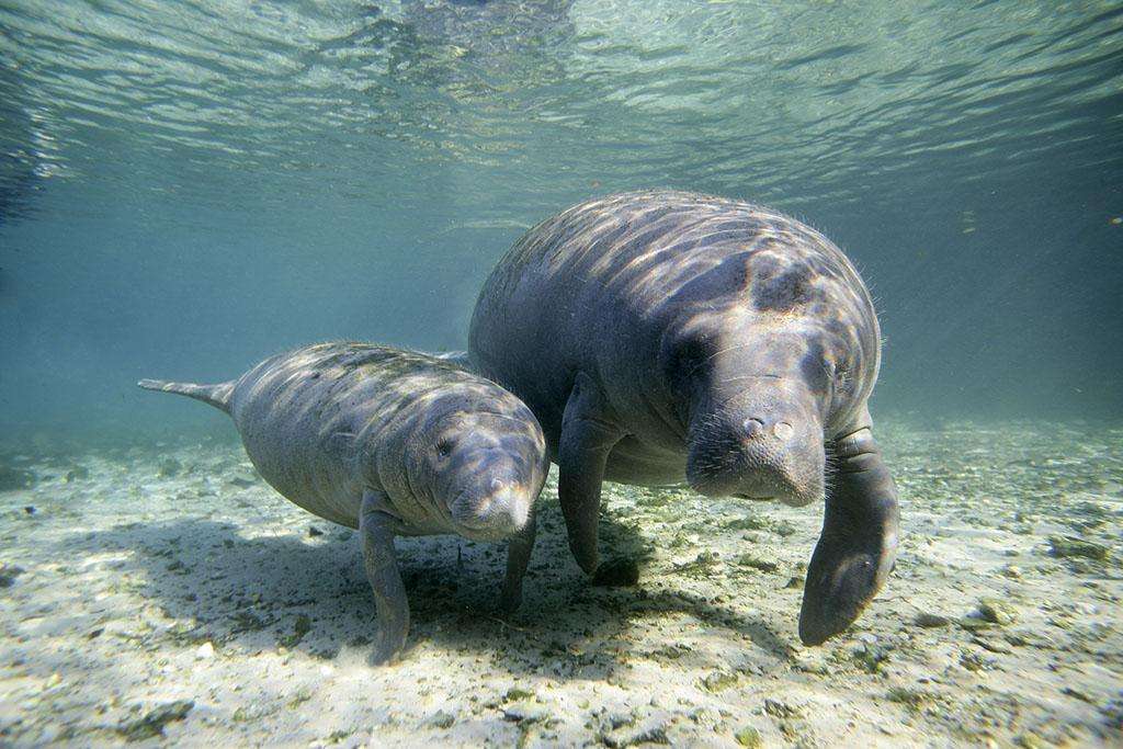 Manatees: the gentle giants of the sea - iNEWS
