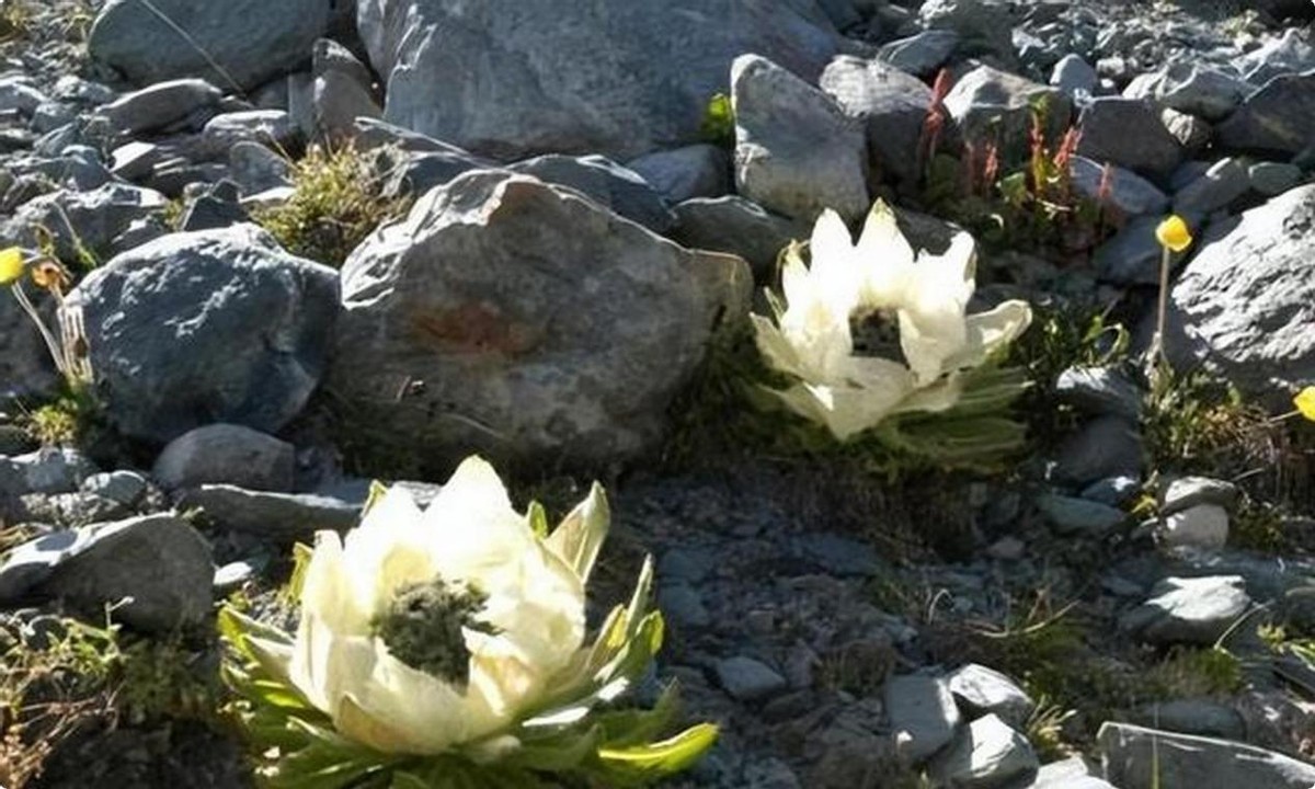 The "goddess" on the snow mountain, the status quo of development and ...