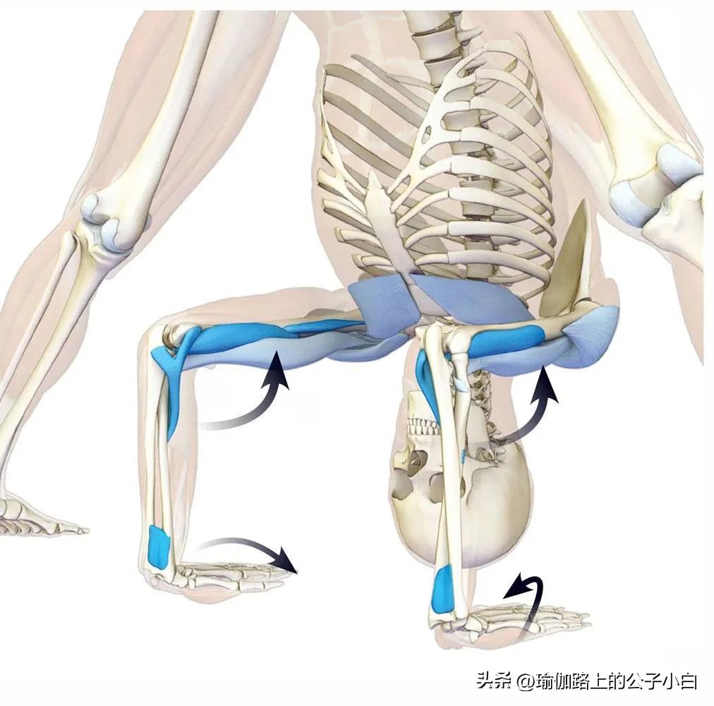Yoga Anatomy - Double Angle Pose - iNEWS