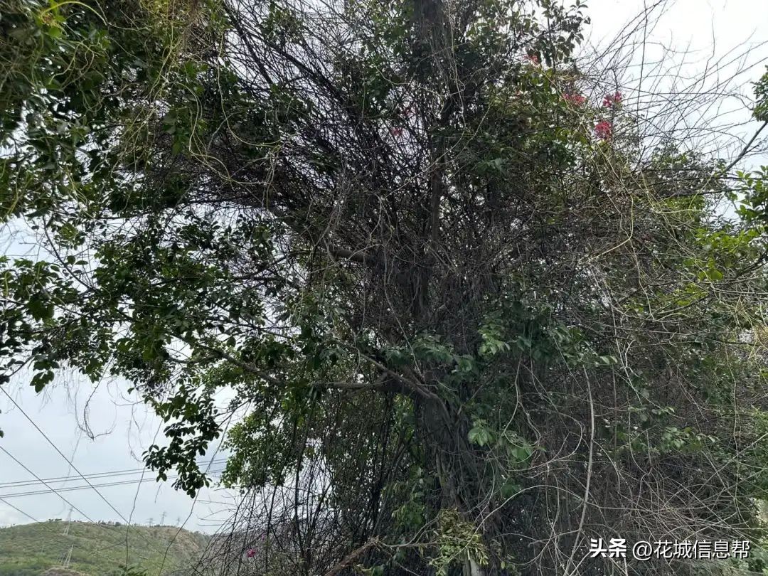 Plant "vampire" strikes! Some plants have been sucked to death - iNEWS