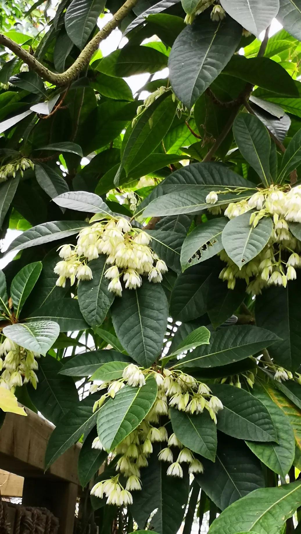 Guiling Order. Du Ying - iMedia