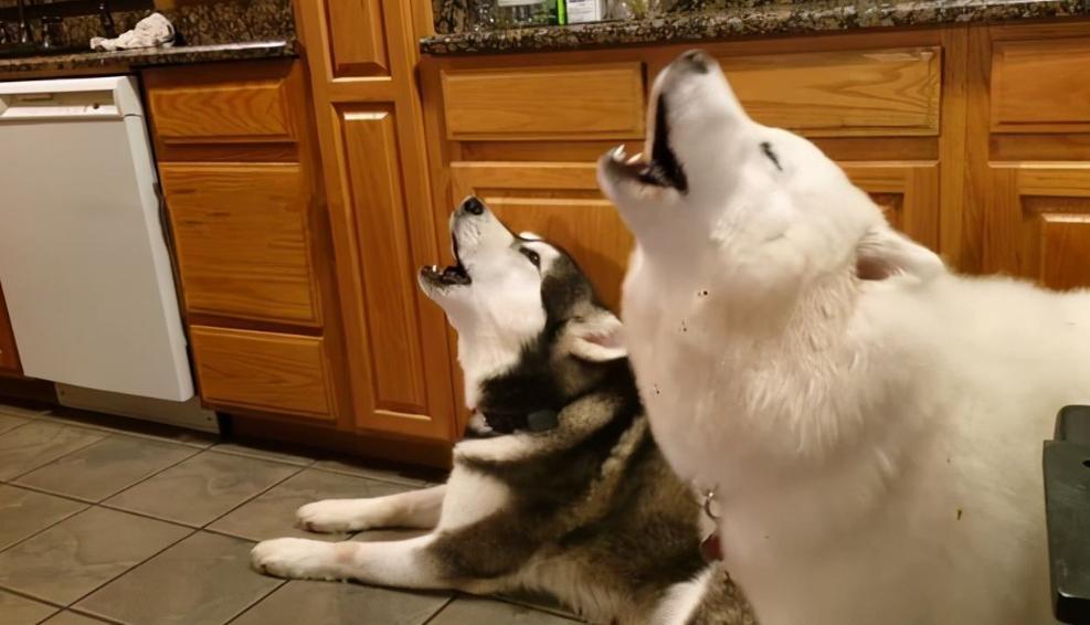 "Wang Wang Wang"!Do you know what the different barking sounds of a dog ...