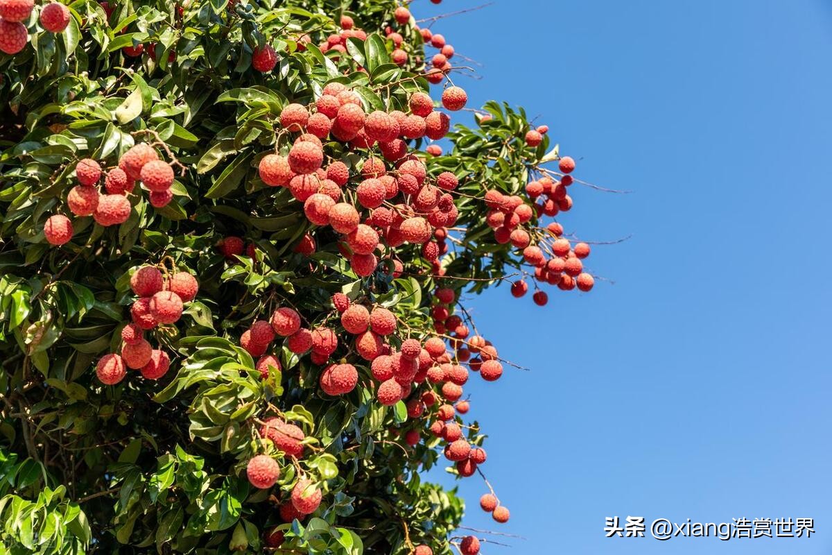 China is the "hometown of lychee in the world" where lychee freedom is ...