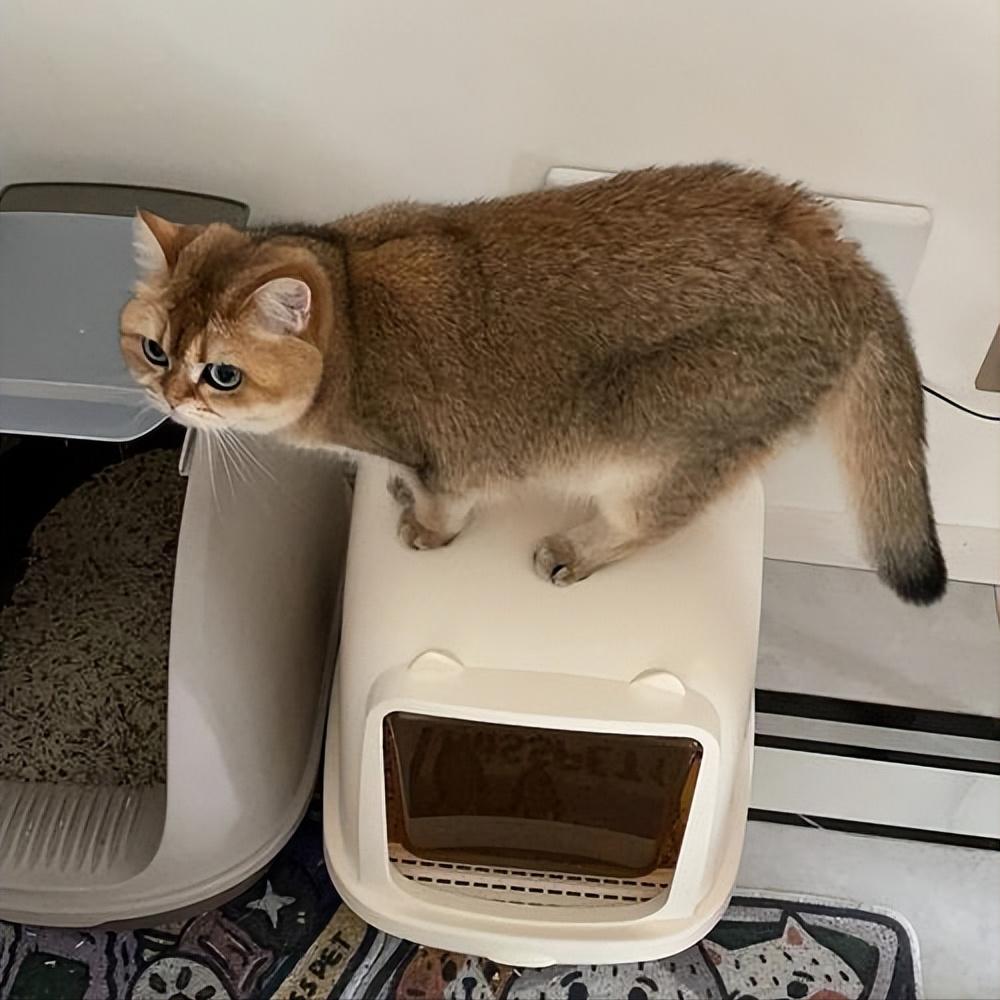 Why are more and more people raising "golden gradient cats"? These ...