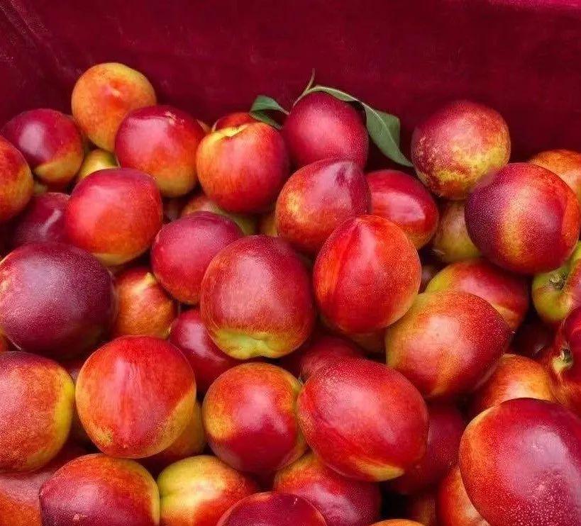 Chenyi Story: Shanxi open-air red-skinned and yellow-fleshed nectarines ...