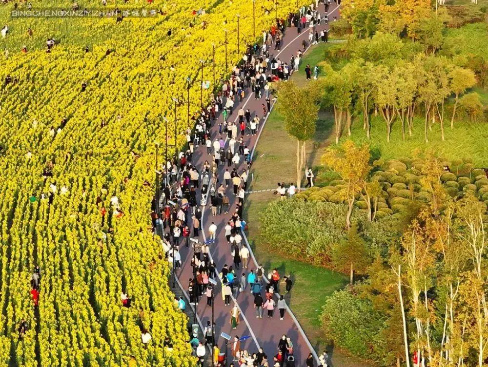 The world's longest sunflower landscape blooms in autumn - iNEWS