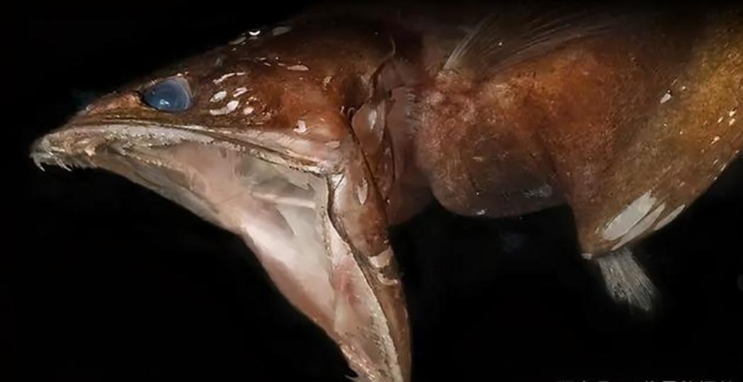 The body is 19cm long but swallows a 1m big fish!Black fork tooth fish ...
