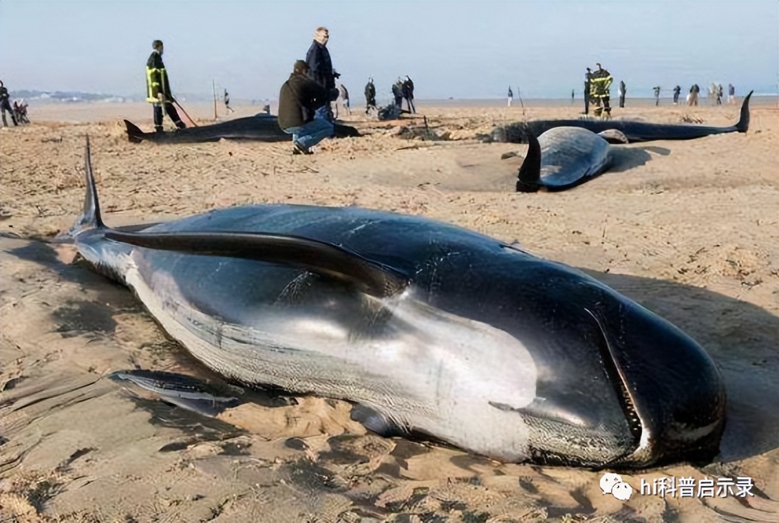As many as 2,000 times a year, how did the whale burst happen? 2 ...