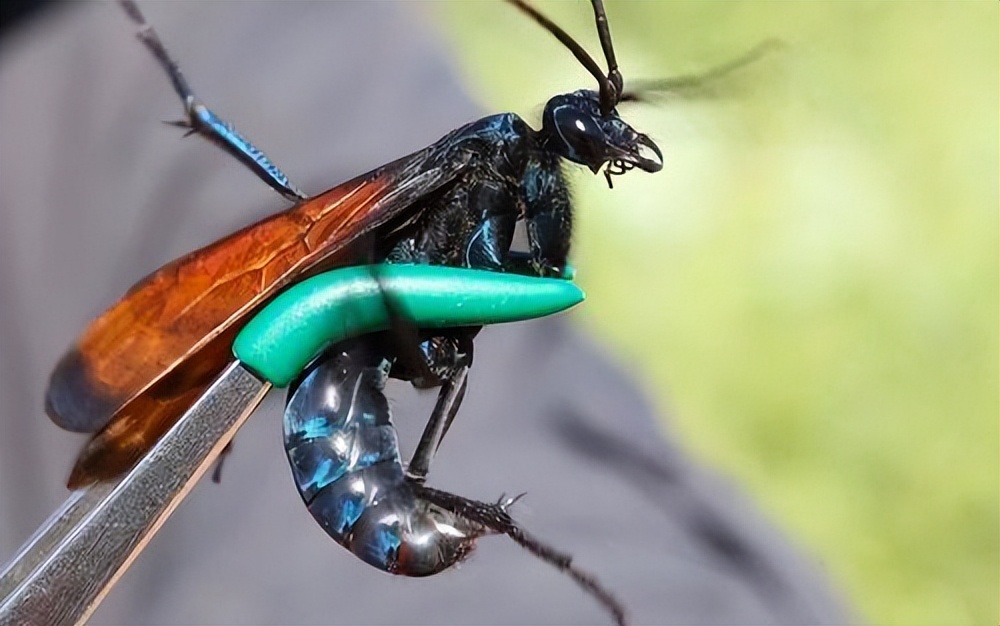 10 most dangerous insects in the world - iNEWS