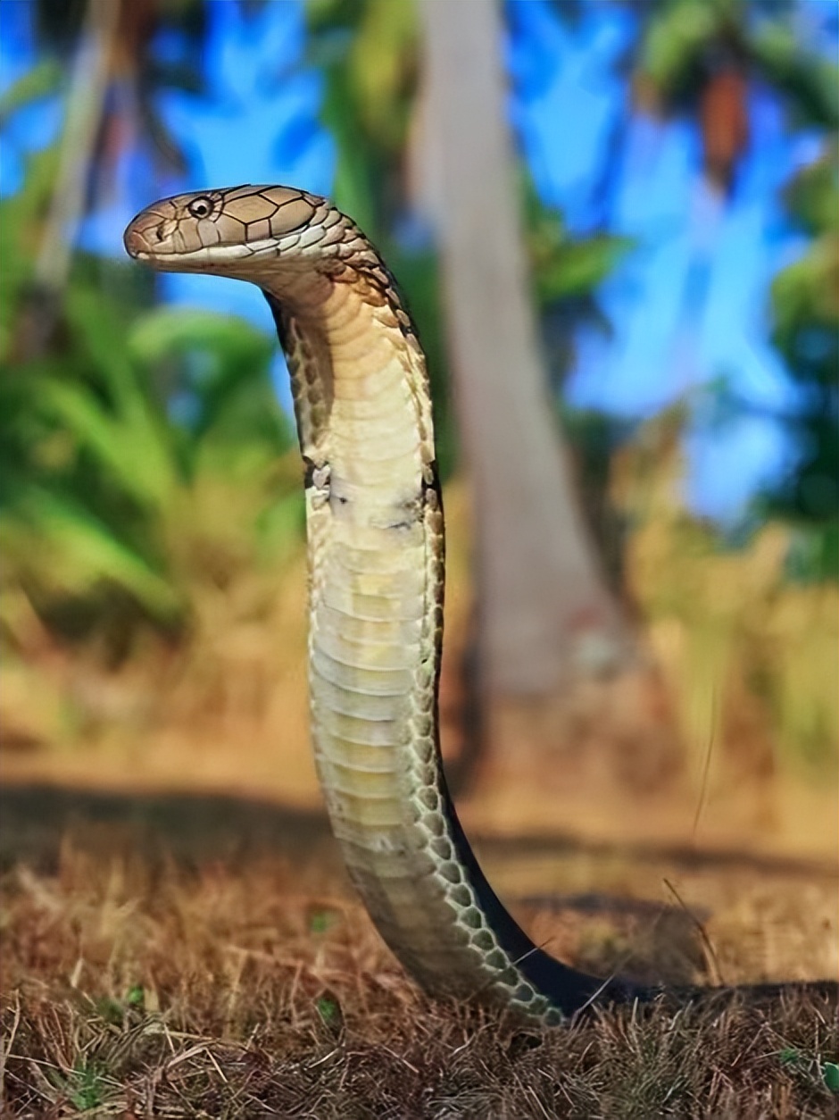 Five-step snake, cross-mountain wind, mountain snake, bamboo leaf green ...