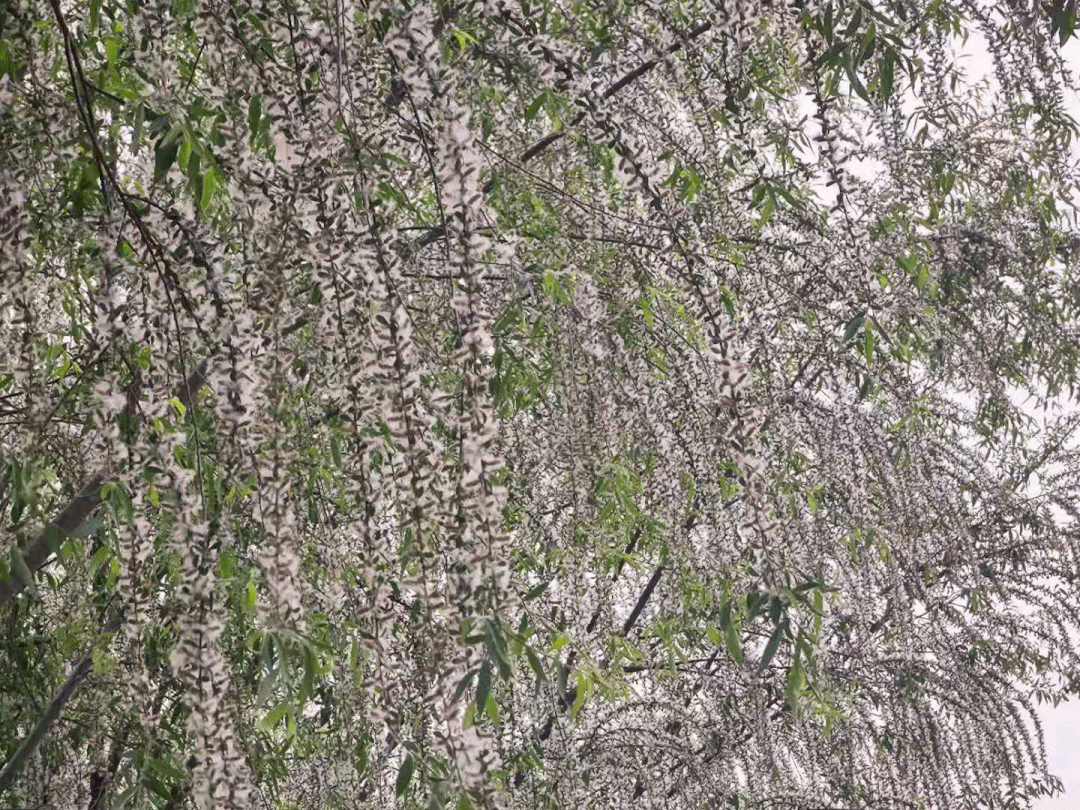 Chanting Catkins (Original) - iNEWS