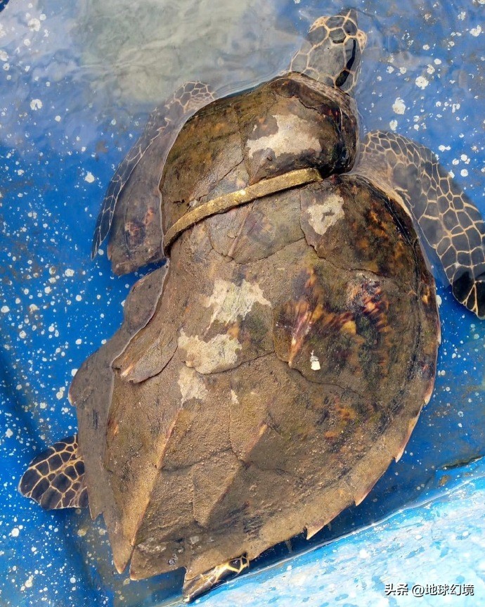 30 photos of rare animals: sea turtles are deformed by rubber bands ...