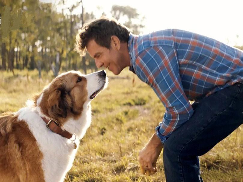Visual narration in the movie "A Dog's Purpose" for the presentation of ...