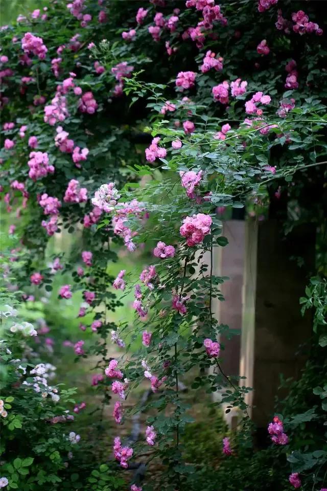 In late spring, I went on a tour with Ouyang Xiu. Three ancient poems ...