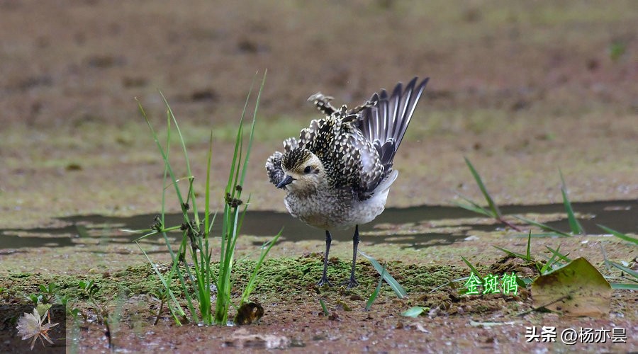 Golden Spotted Plover - iNEWS