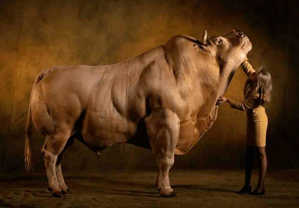 In order to eat its meat, humans began to intervene in natural breeding ...