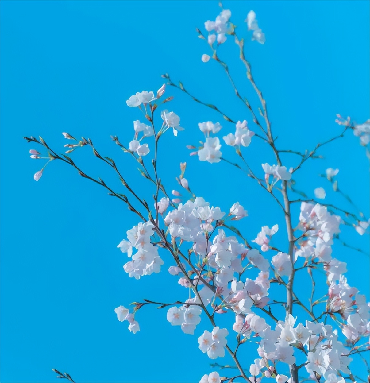 In the next few years, the 4 constellations, the peach blossoms will be ...