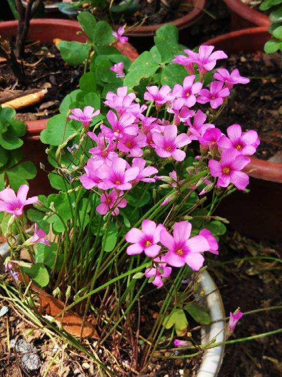 10 kinds of "popping pot flowers" that can live by just throwing the ...