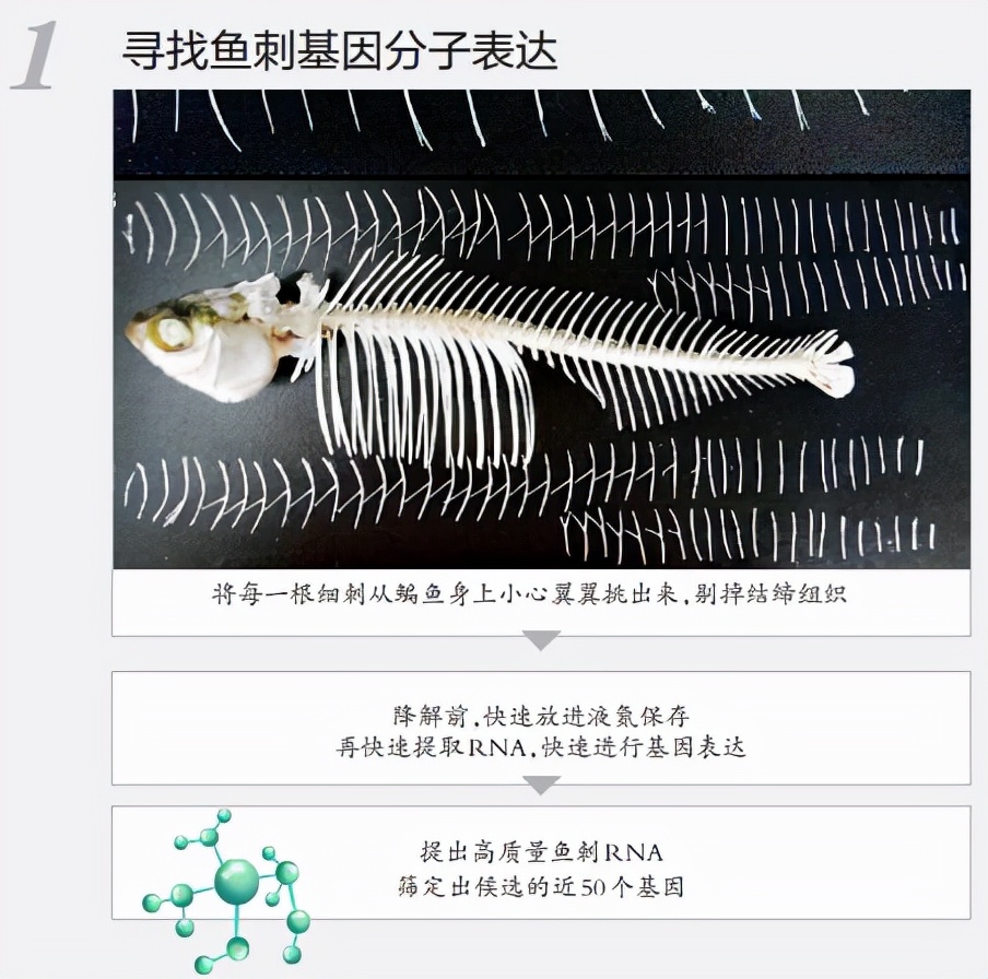Another major breakthrough in China!Scientists bred thornless fish ...