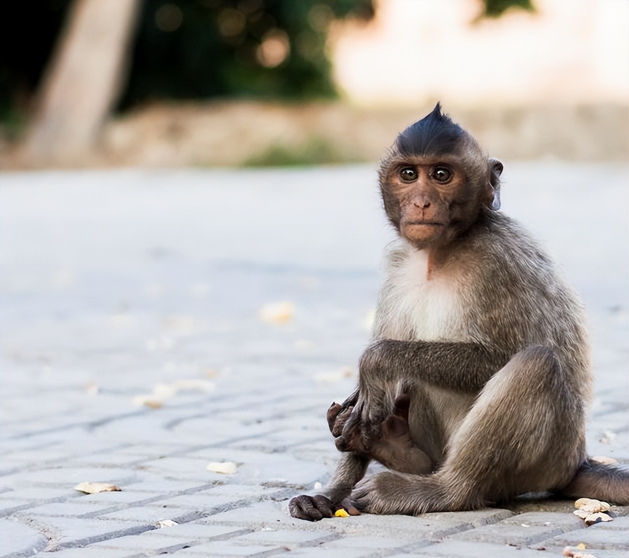 The World of Monkeys: Diversity, Behavior and Conservation - iNEWS