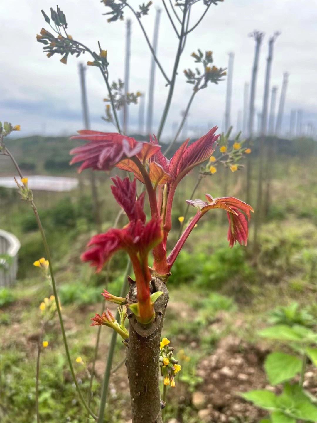 Nutritional value and edible characteristics of several common tree ...