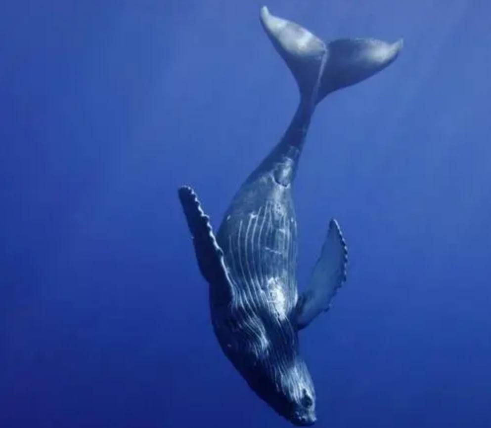 What does it mean when a whale falls and all things are born?The end of ...
