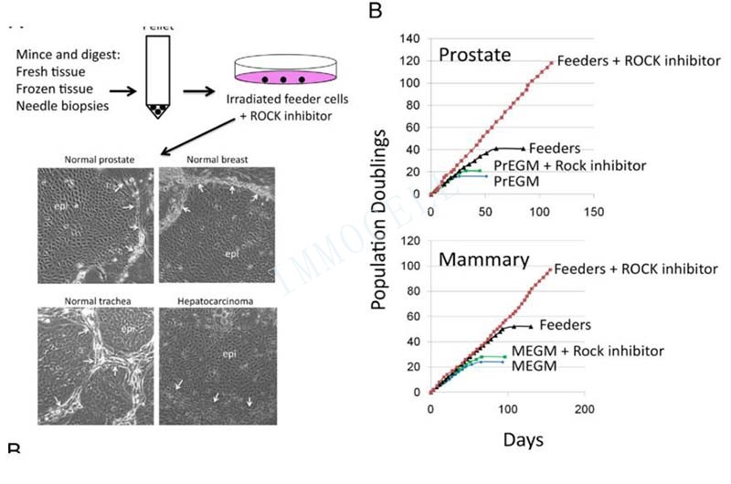 Lesson 1: ROCK inhibitors and basal cells co-induce conditional ...