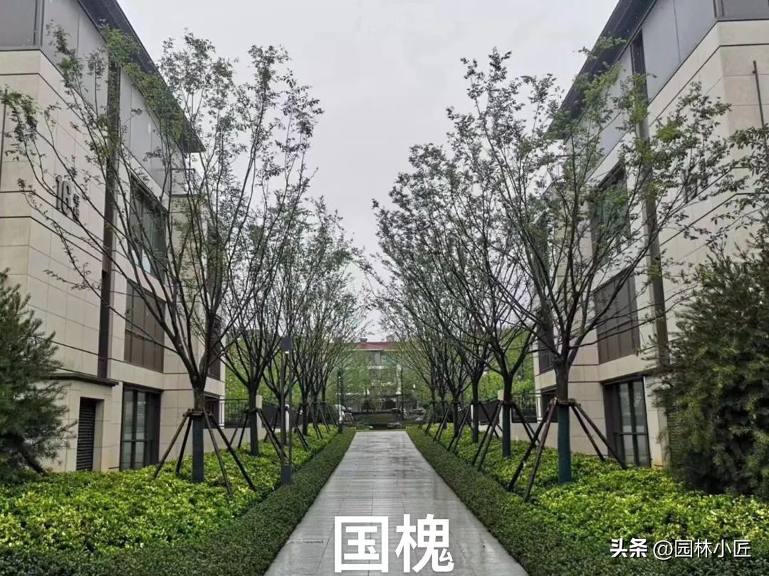 In garden landscape, case sharing of tree array planting effect - iNEWS