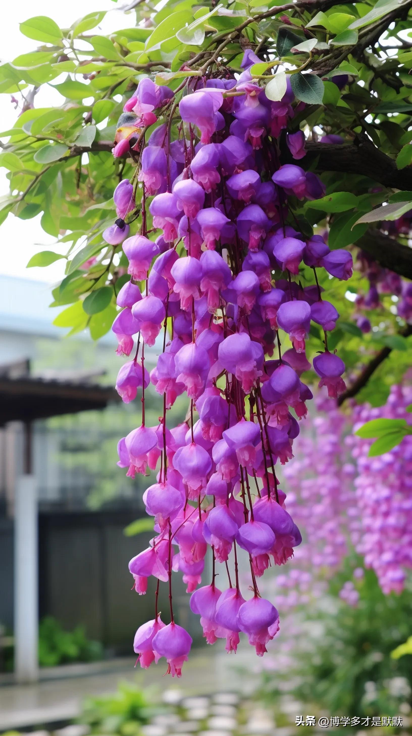Purple wing petal fruit flower of exotic flowers and plants - iMedia