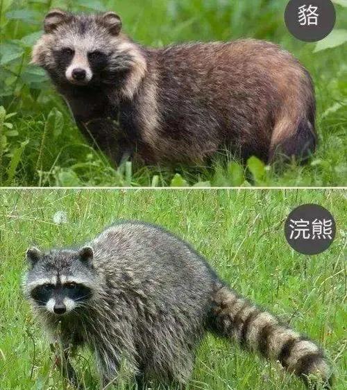 Fox and raccoon are actually two kinds of animals? It turns out that we ...