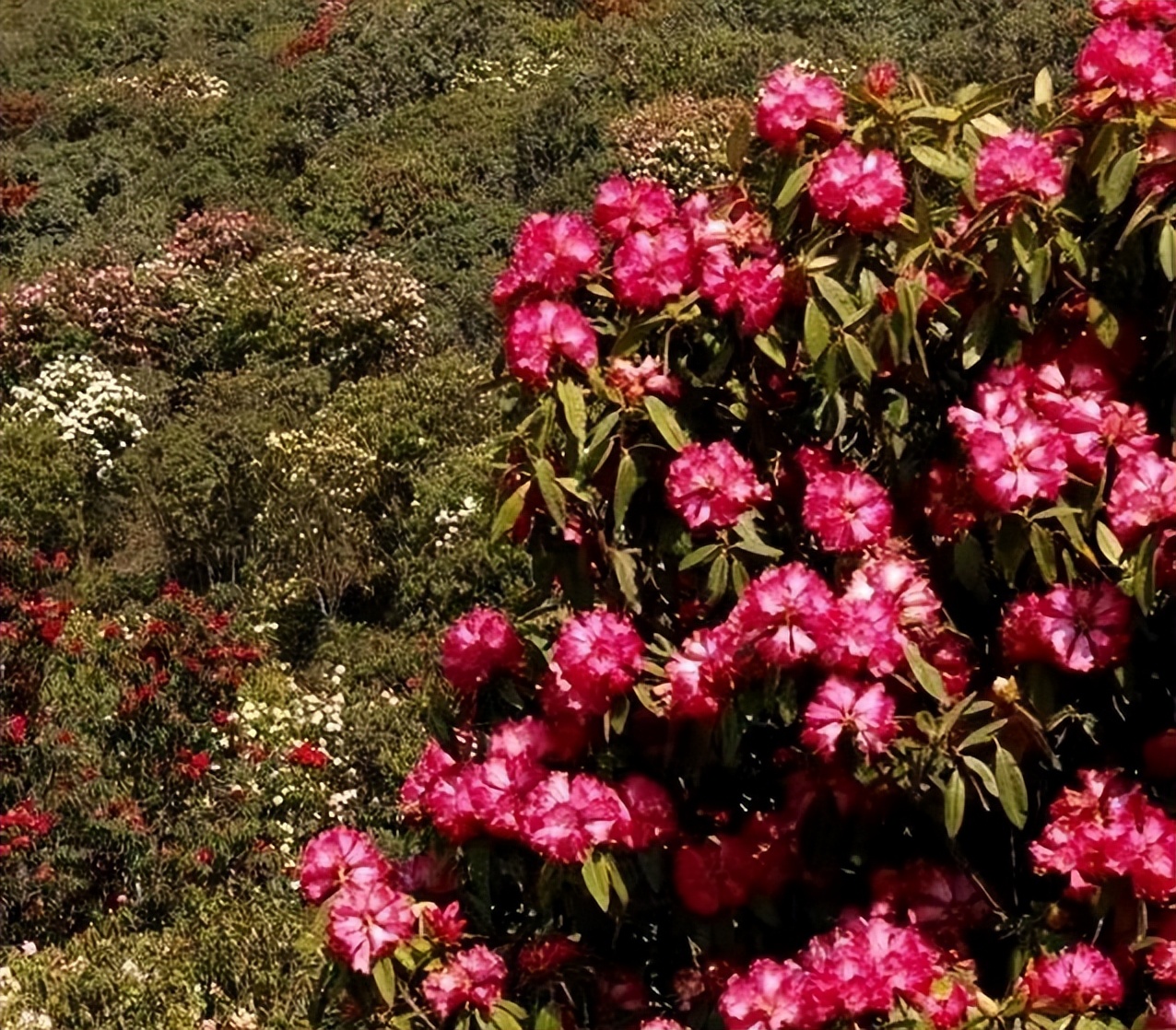 The Life Feelings of Liu Guang'an, a Famous Law Scholar - iMedia