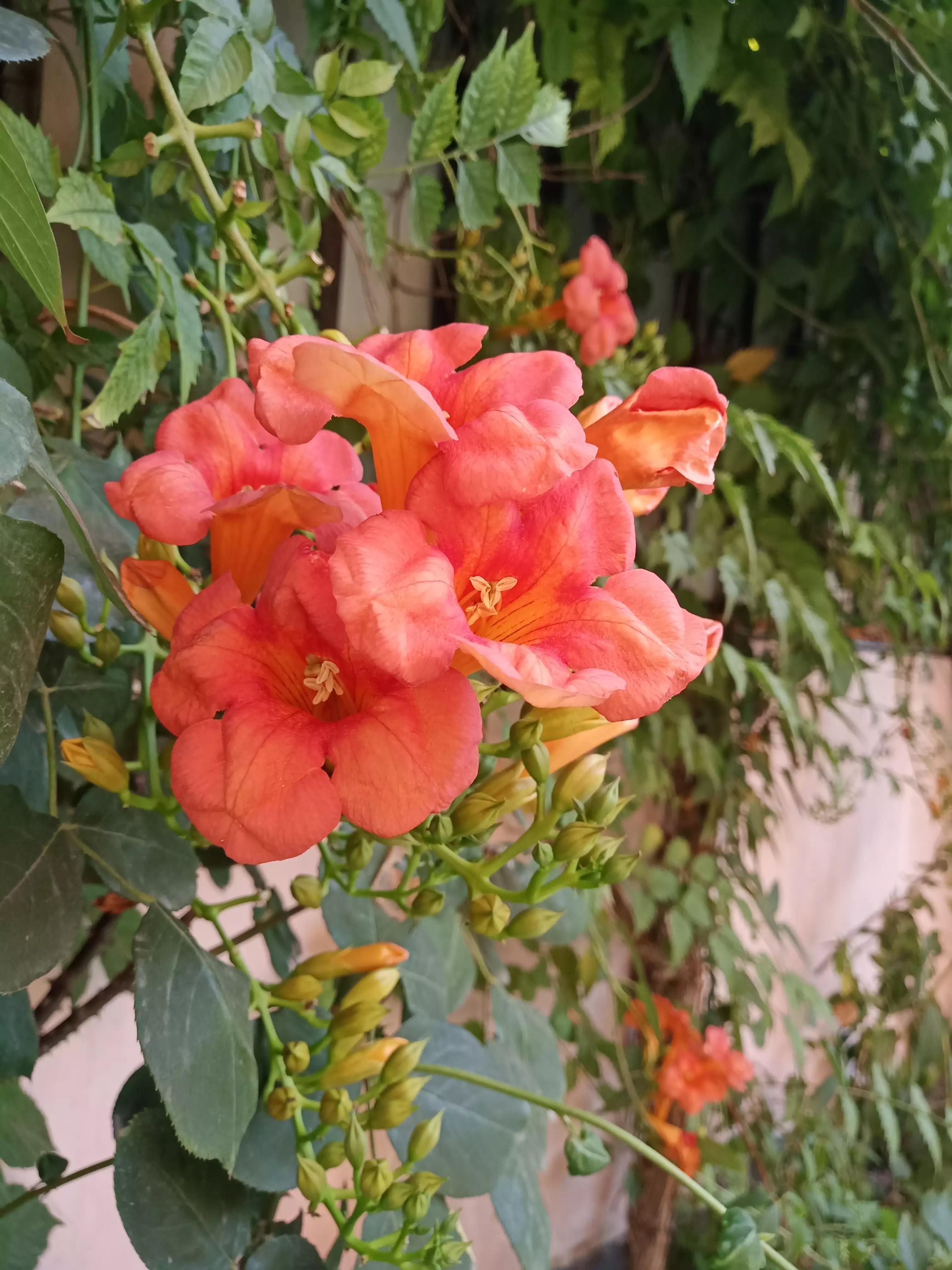 A man of influence in the Western Han Dynasty, Lou Jing - iNEWS