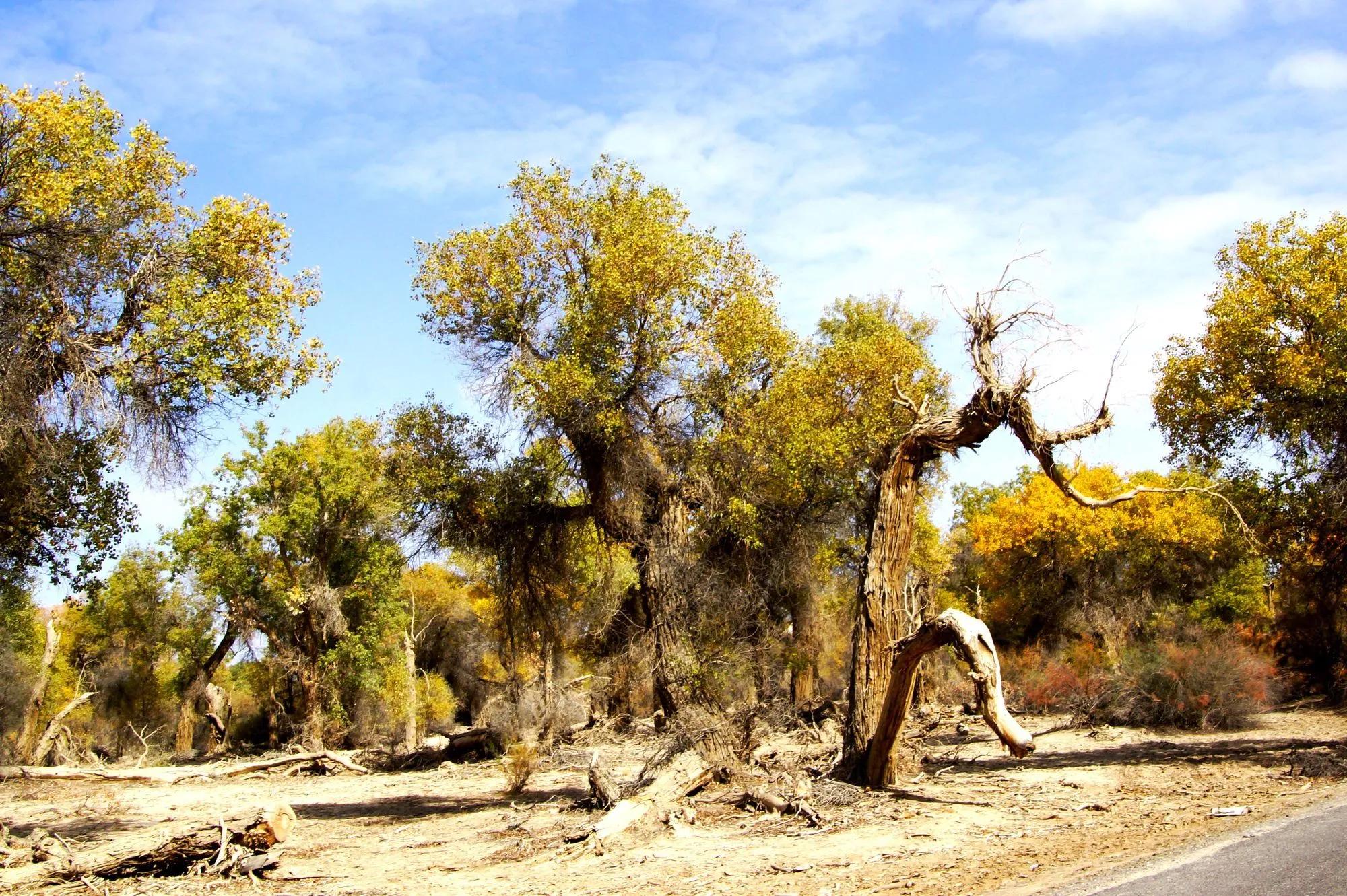 The Ancient Capital of Kucha--Kuqa Customs - iMedia