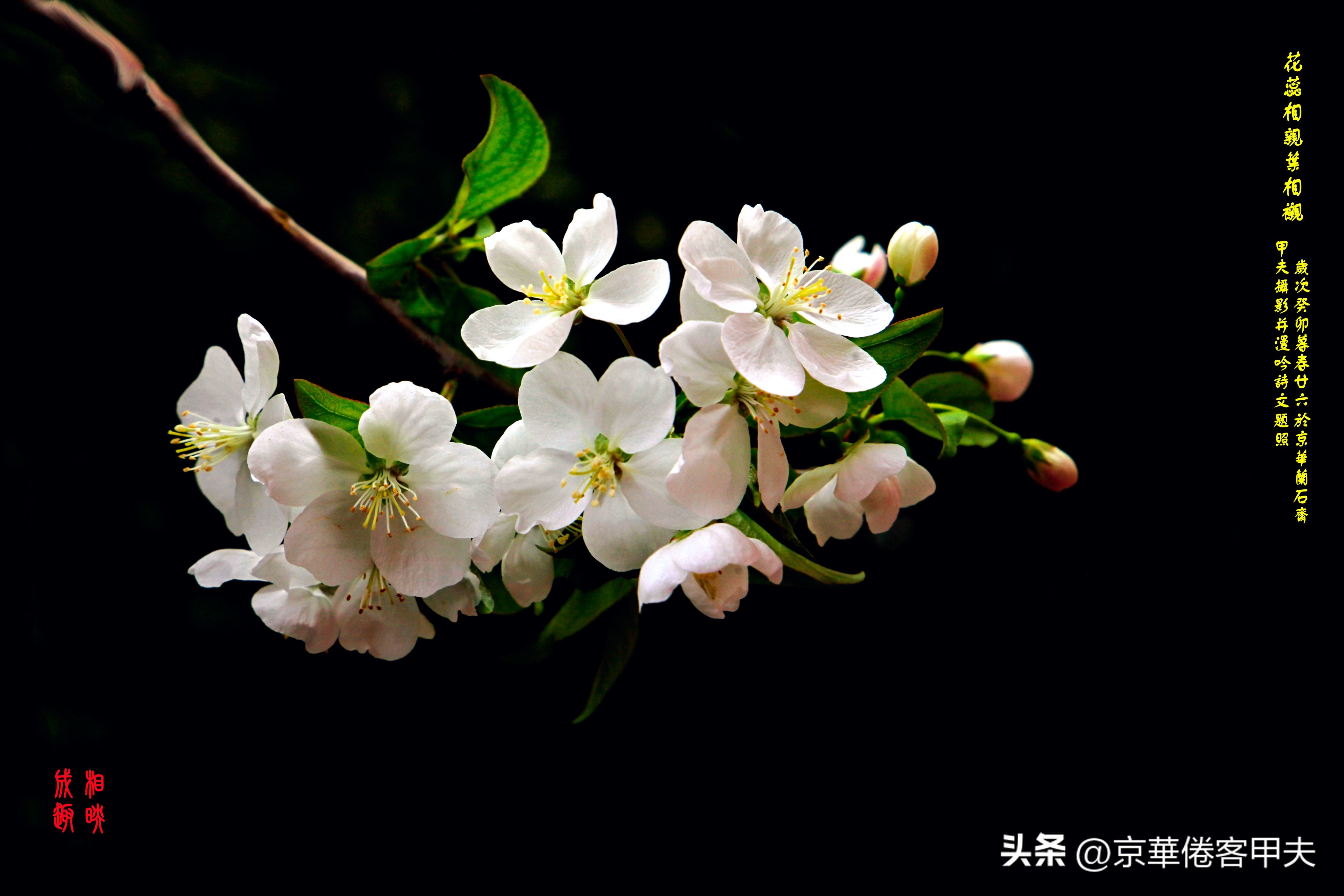 Jiafu's original Baidi Feihong: Able to be on the same level as other ...
