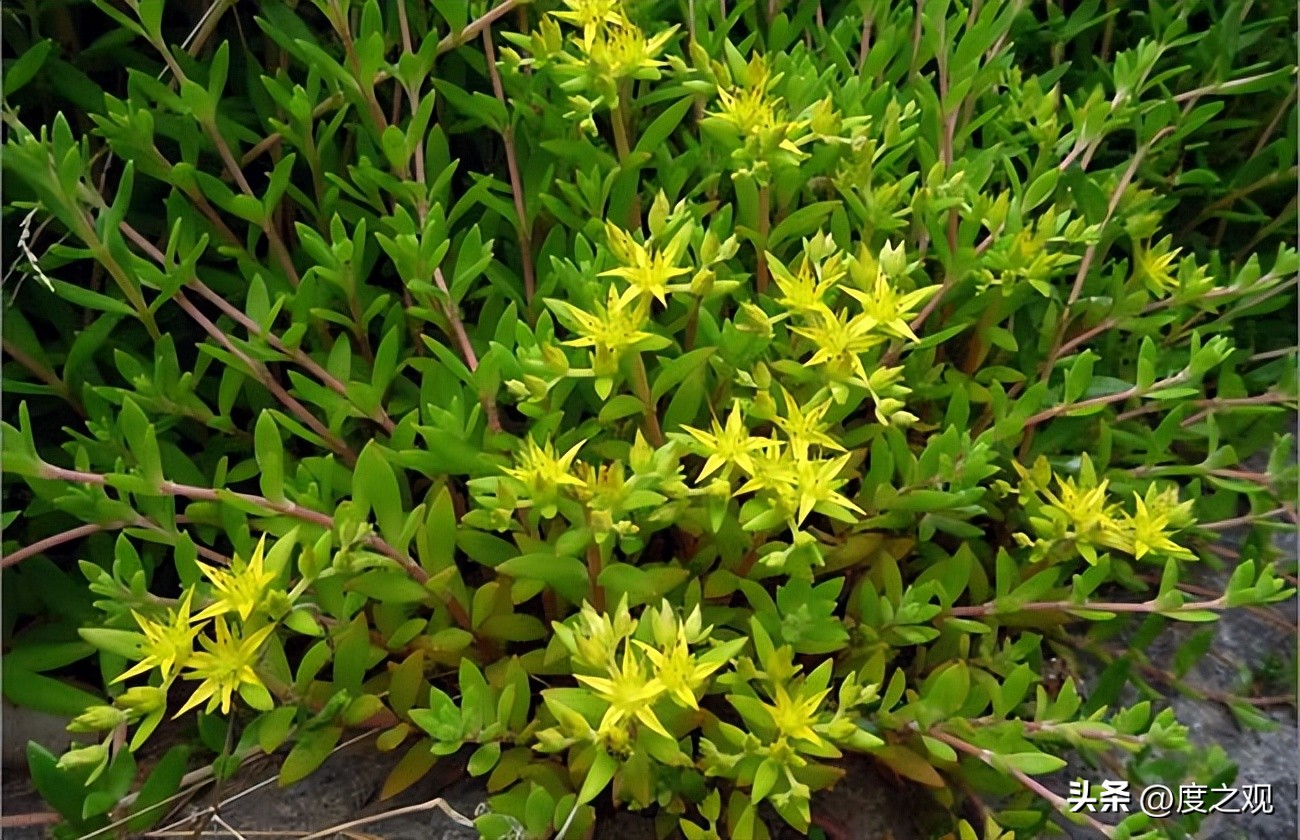 Get to know a plant every day - weeping pot grass - iNEWS