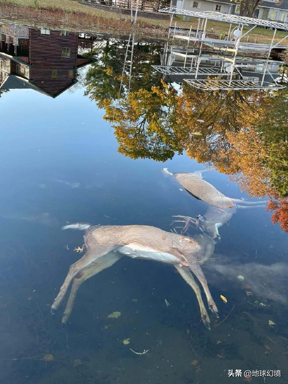 31 pictures of cruel creatures: rats fell into degreaser and became ...