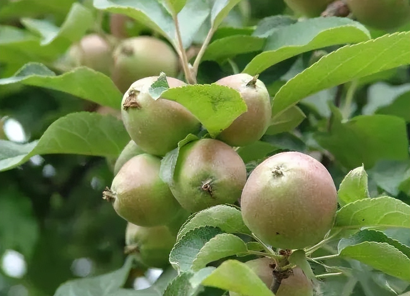 2023 Apple Orchard Summer Production Technical Guidance - iNEWS