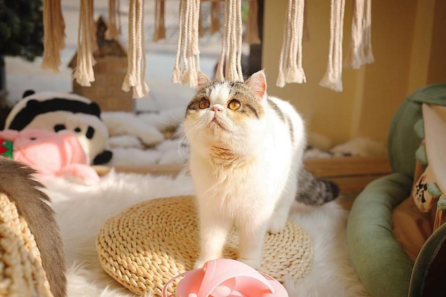 Are you a master or a "servant"?Pet cats are also "eccentric", you can ...