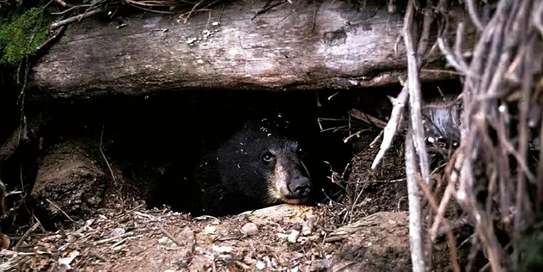 Why do bears give birth while hibernating?Isn't this situation very ...